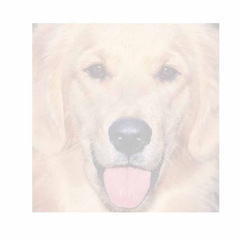 Golden Retriever Dog Post-It® Sticky Notes - Blank or Personalized ...